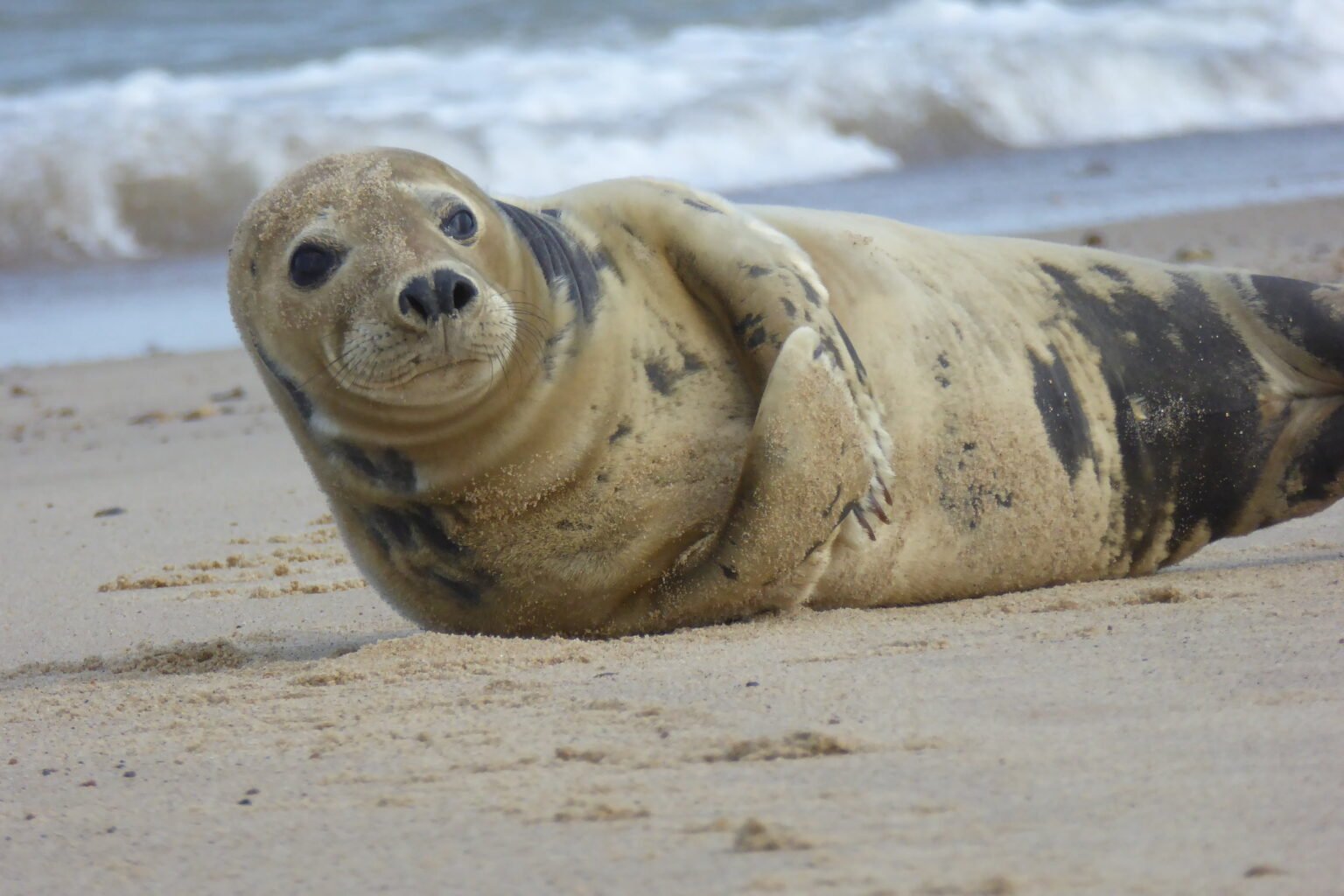 Na Rónta: The Folklore of Seals in Ireland - LetsLearnIrish.com