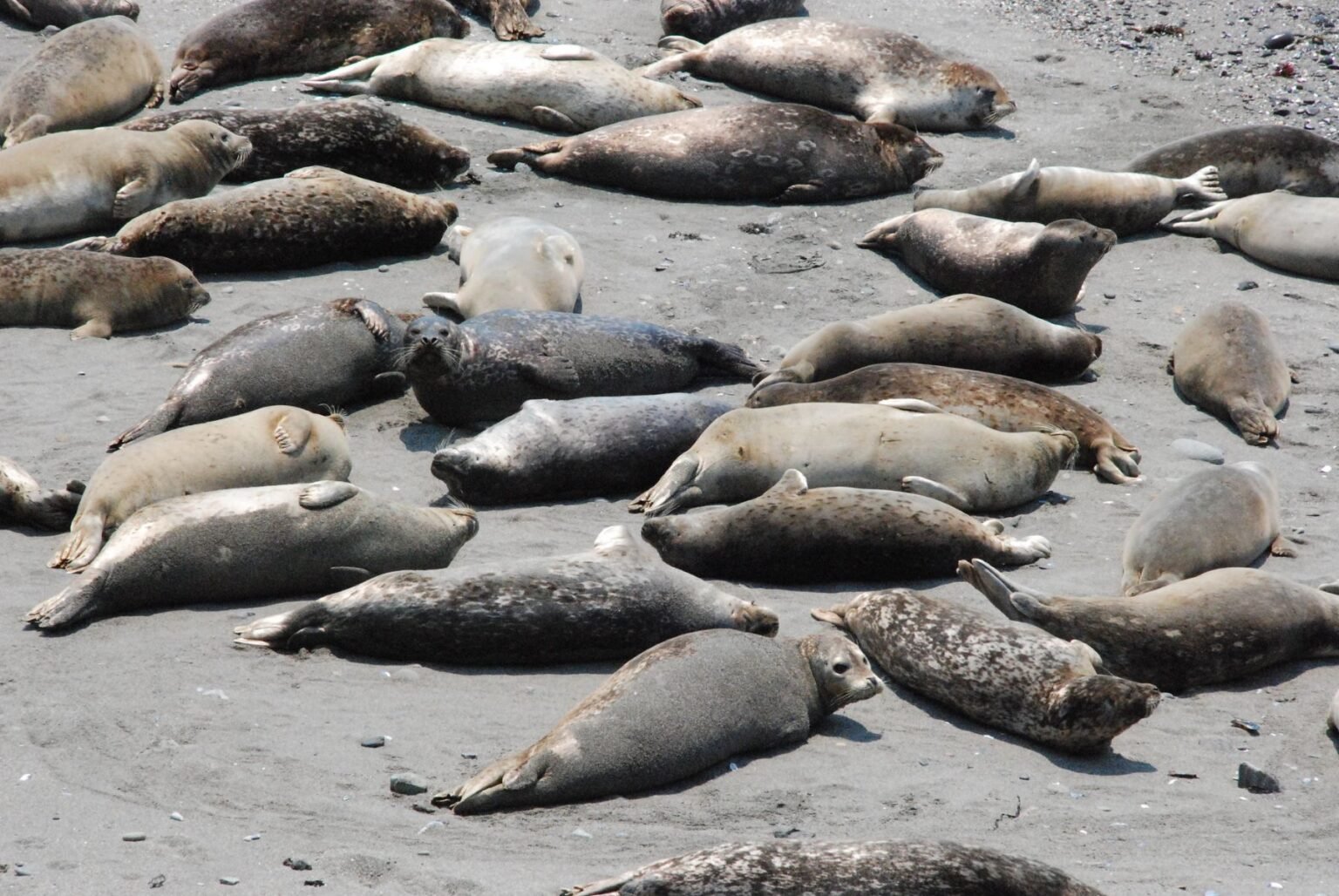 Na Rónta: The Folklore of Seals in Ireland - LetsLearnIrish.com