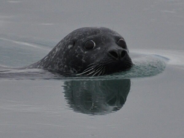Na Rónta: The Folklore of Seals in Ireland - LetsLearnIrish.com
