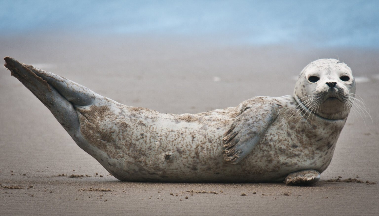 Na Rónta: The Folklore of Seals in Ireland - LetsLearnIrish.com